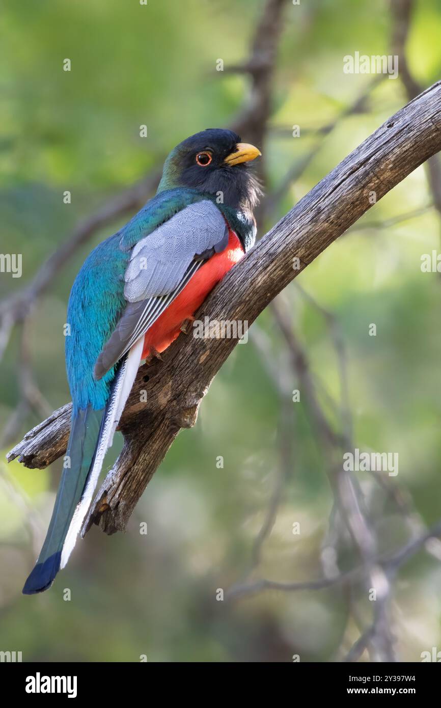 Elegant trogon, Coppery-tailed trogon (Trogon elegans), sitting on a ...