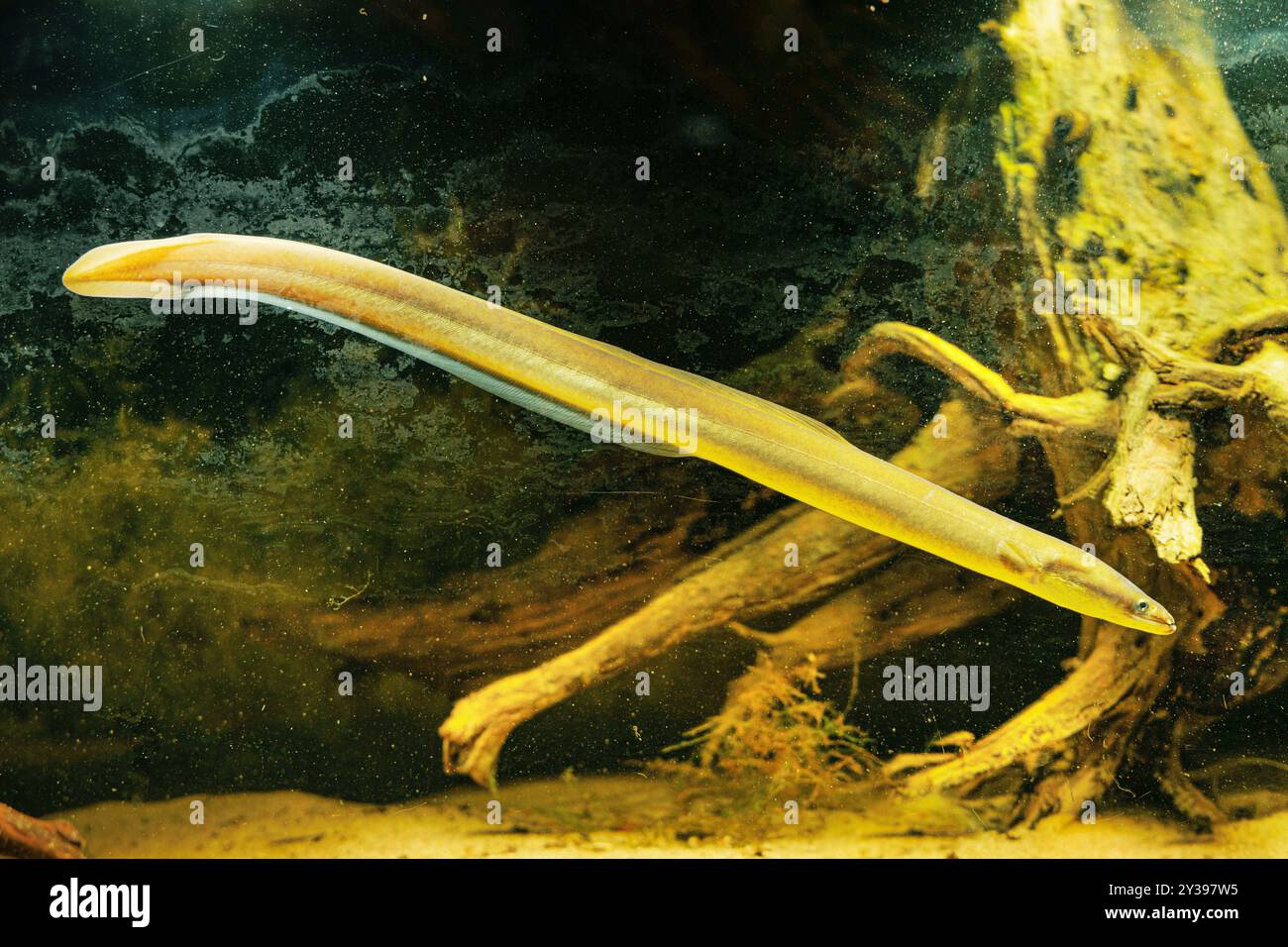 eel, European eel, river eel (Anguilla anguilla), side view Stock Photo ...