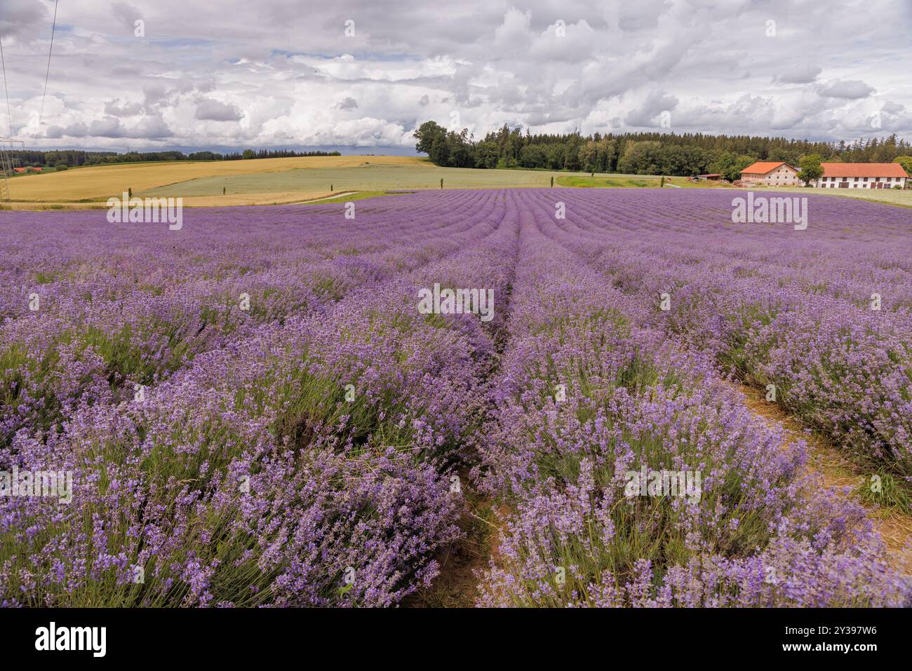 English lavender (Lavandula angustifolia, Lavandula officinalis ...