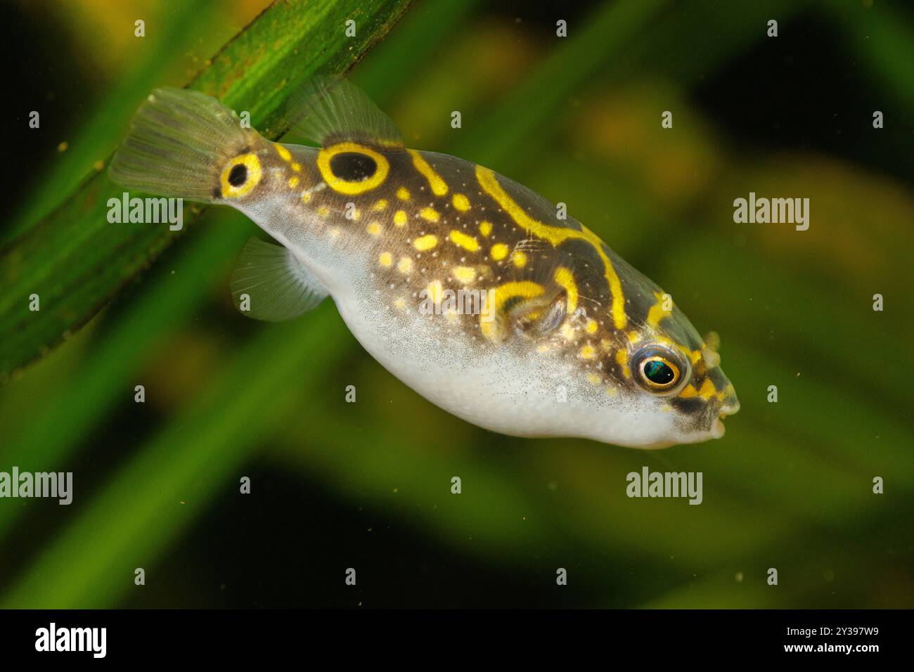 Humpback Puffer, Puffer fish, Figure-eight puffer, Striped puffer ...