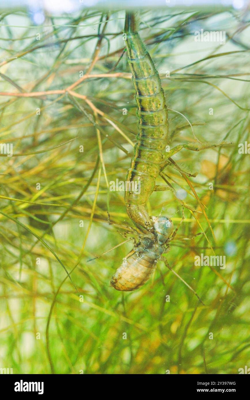 Great diving beetle (Dytiscus marginalis), Larva eats captured ...