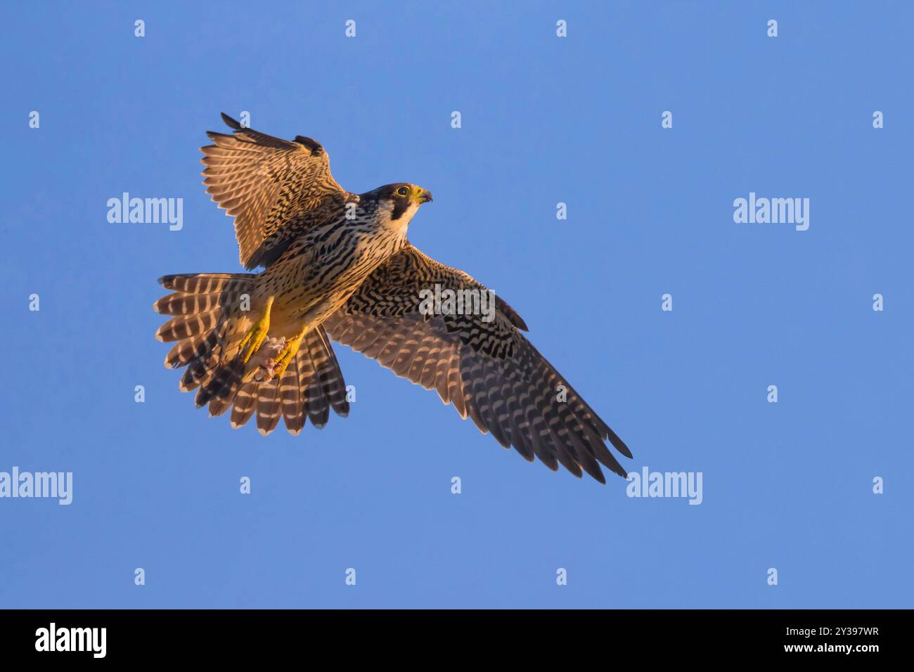 peregrine falcon (Falco peregrinus), in flight, Italy, Tuscany Stock ...