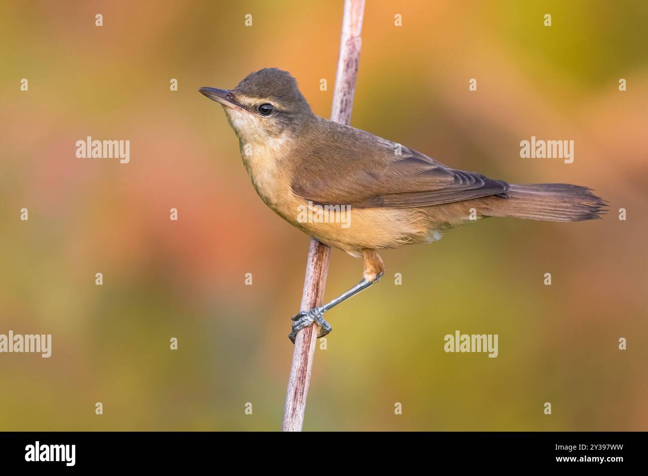 great reed warbler (Acrocephalus arundinaceus), in a reedbed, Italy ...