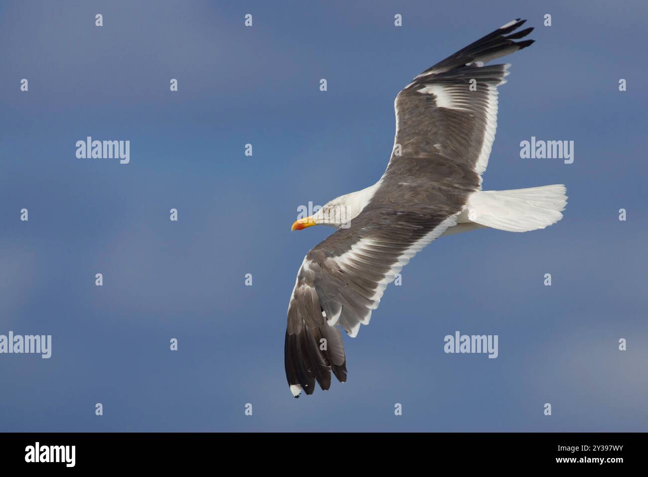 lesser black-backed gull (Larus fuscus), in flight, Azores, Sao Miguel ...