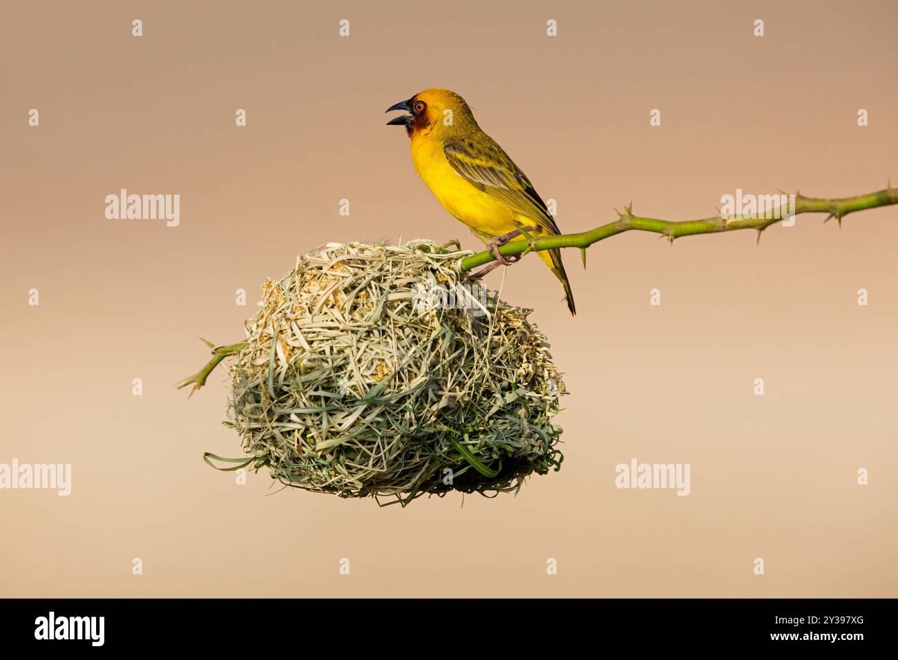 ruppell's weaver (Ploceus galbula), little girl sits on the nest and ...