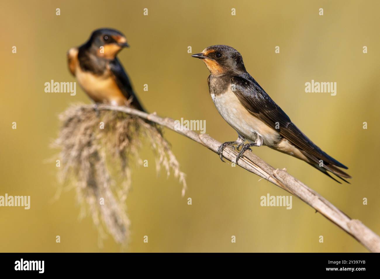 barn swallow (Hirundo rustica), two swallows sitting on a reed stalk ...