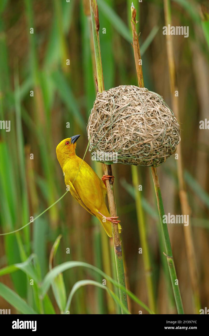 Golden weaver (Ploceus subaureus), building nest, South Africa, KwaZulu ...