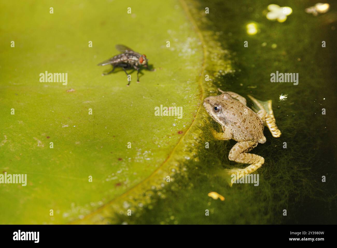 European edible frog, common edible frog (Rana kl. esculenta, Rana ...