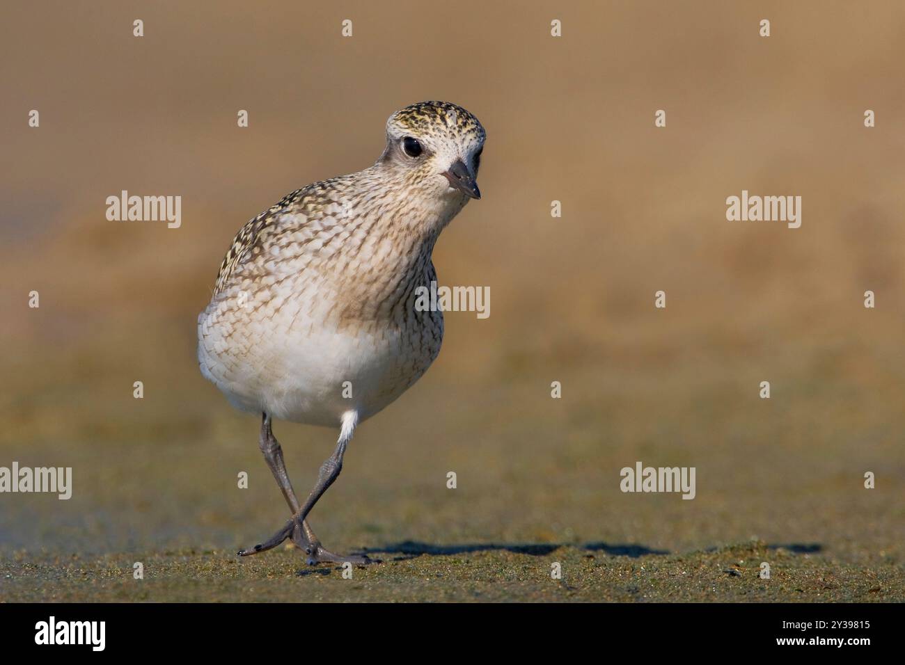 grey plover (Pluvialis squatarola), walking on the beach, in winter ...