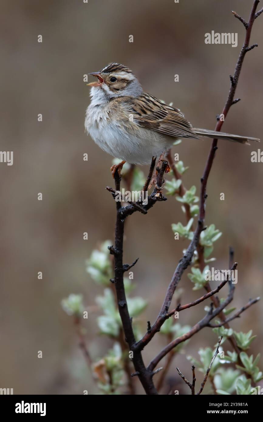 Clay-coloured sparrow, Clay-coloured chipping Sparrow, Clay-colored ...