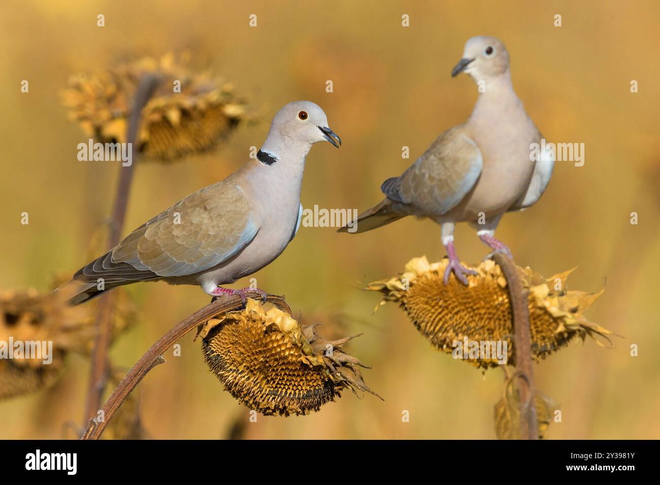 collared dove (Streptopelia decaocto), two pigeons sit on sunflowers ...