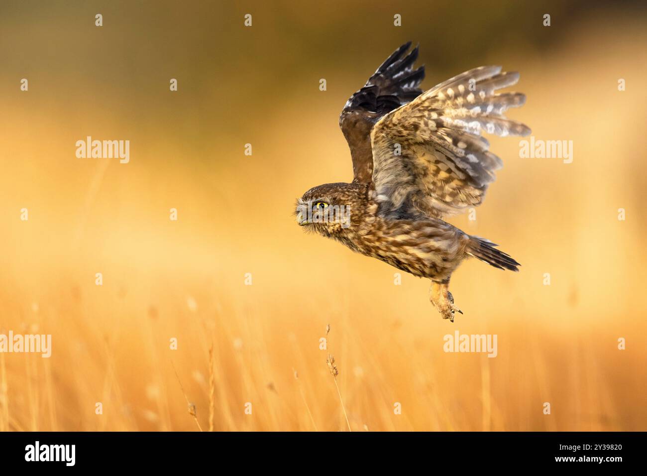 little owl (Athene noctua), flying, side view, Italy, Tuscany, Signa ...