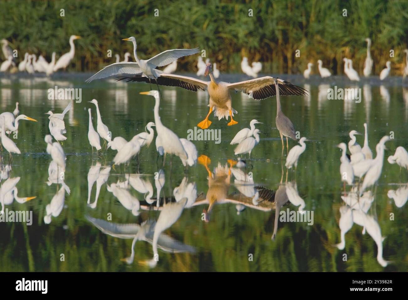 eastern white pelican (Pelecanus onocrotalus), landing between other ...