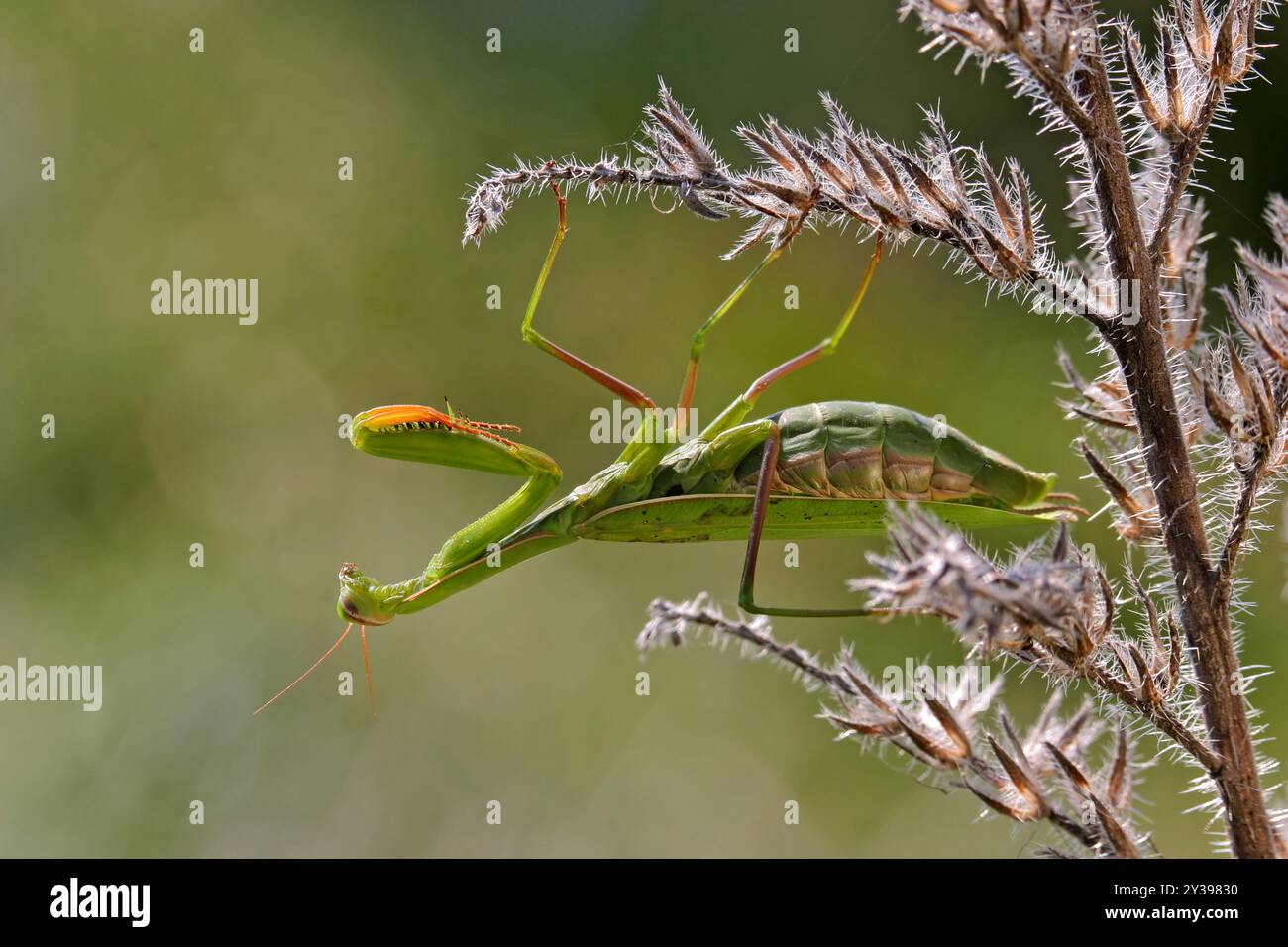 European preying mantis (Mantis religiosa), sitting on a thistle ...