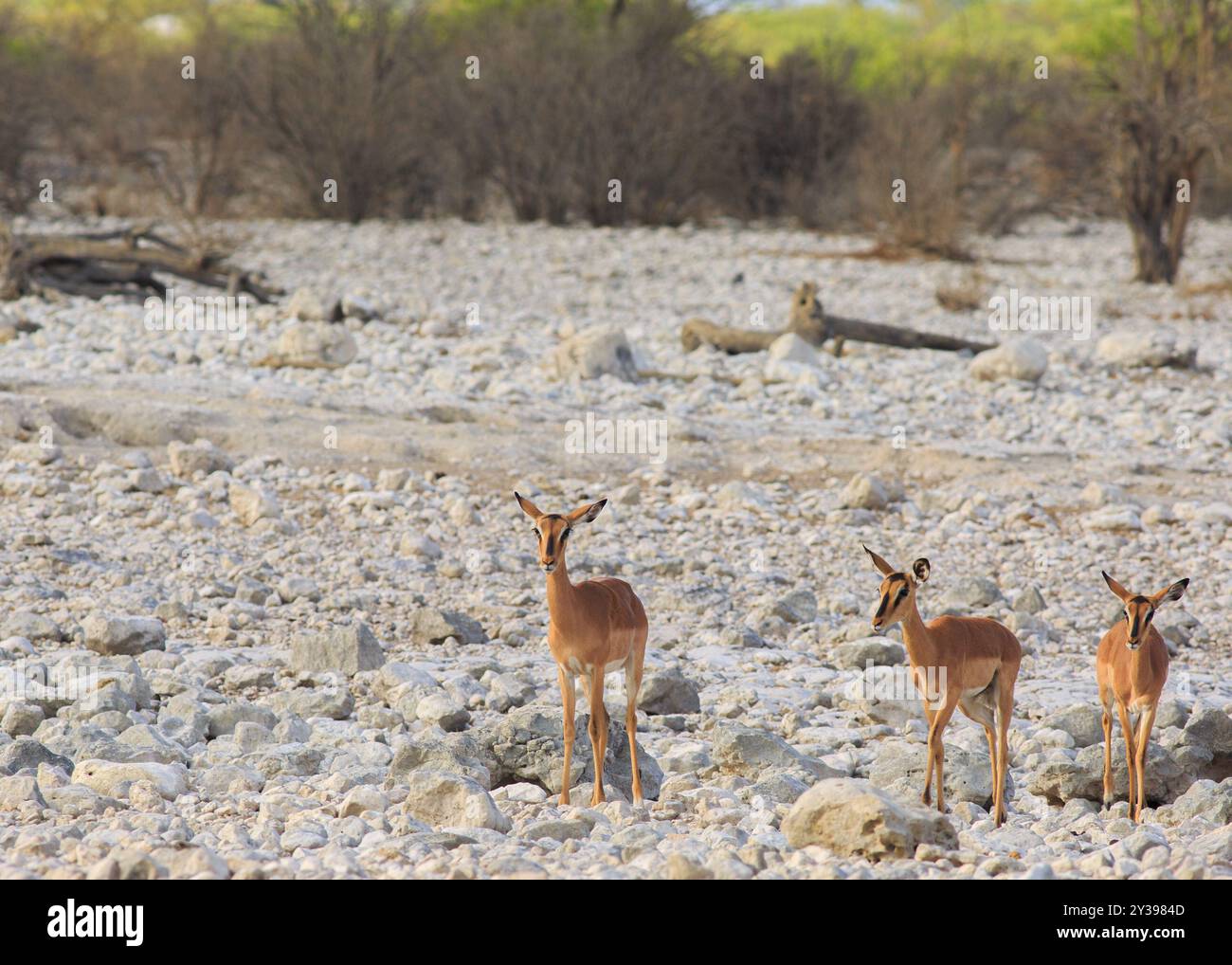 Three Black Faced Impala standing and looking into camera, with a ...