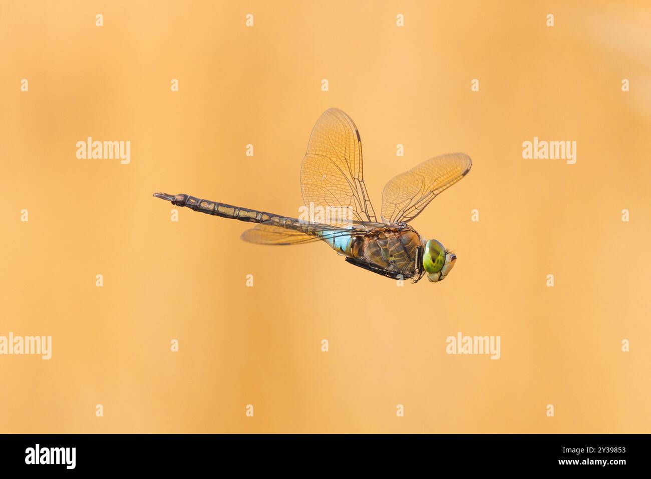 lesser emperor dragonfly (Anax parthenope), male in flight, Germany ...