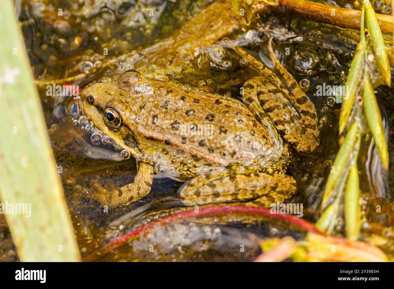 European edible frog, common edible frog (Rana kl. esculenta, Rana ...