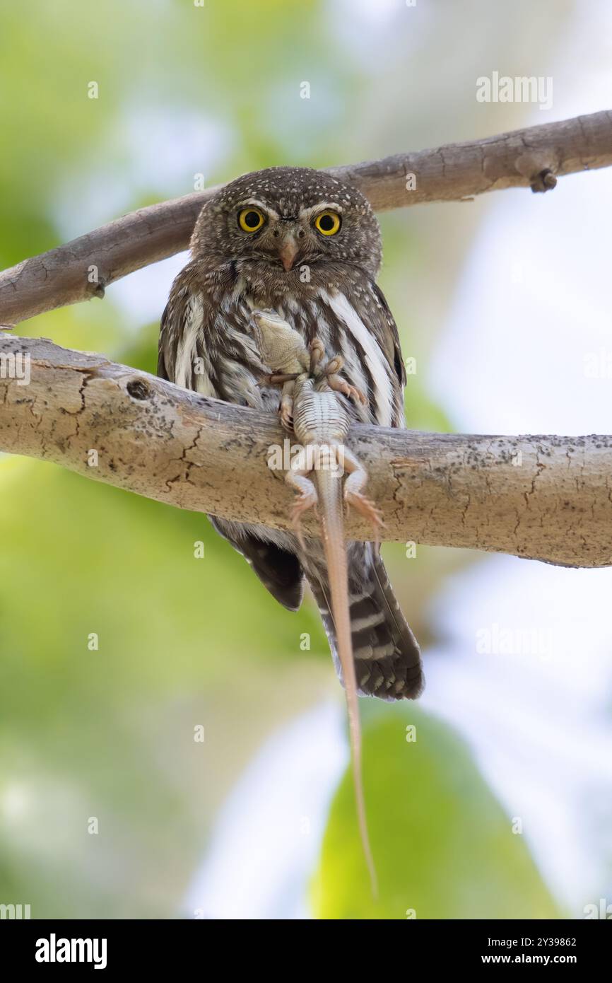 Mountain pygmy owl, Northern pygmy owl (Glaucidium gnoma), male sitting ...
