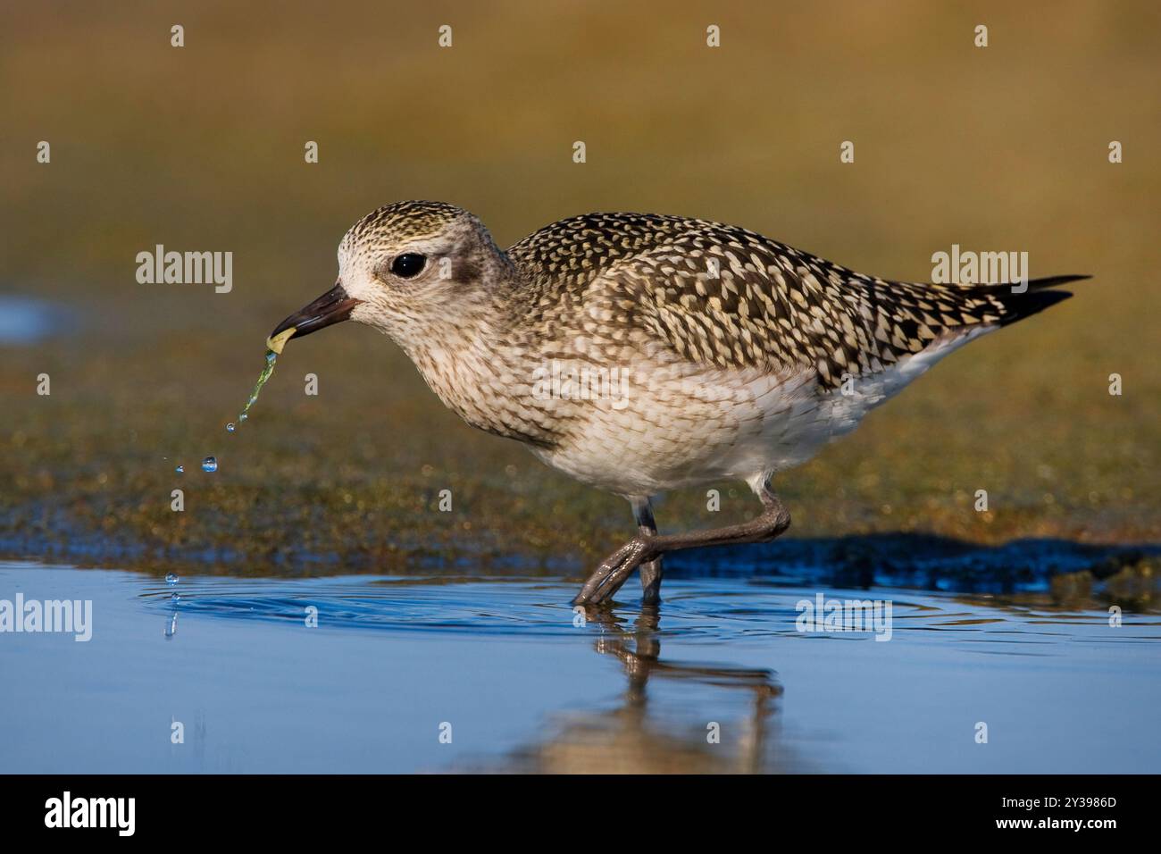 grey plover (Pluvialis squatarola), foraging on the beach, in winter ...