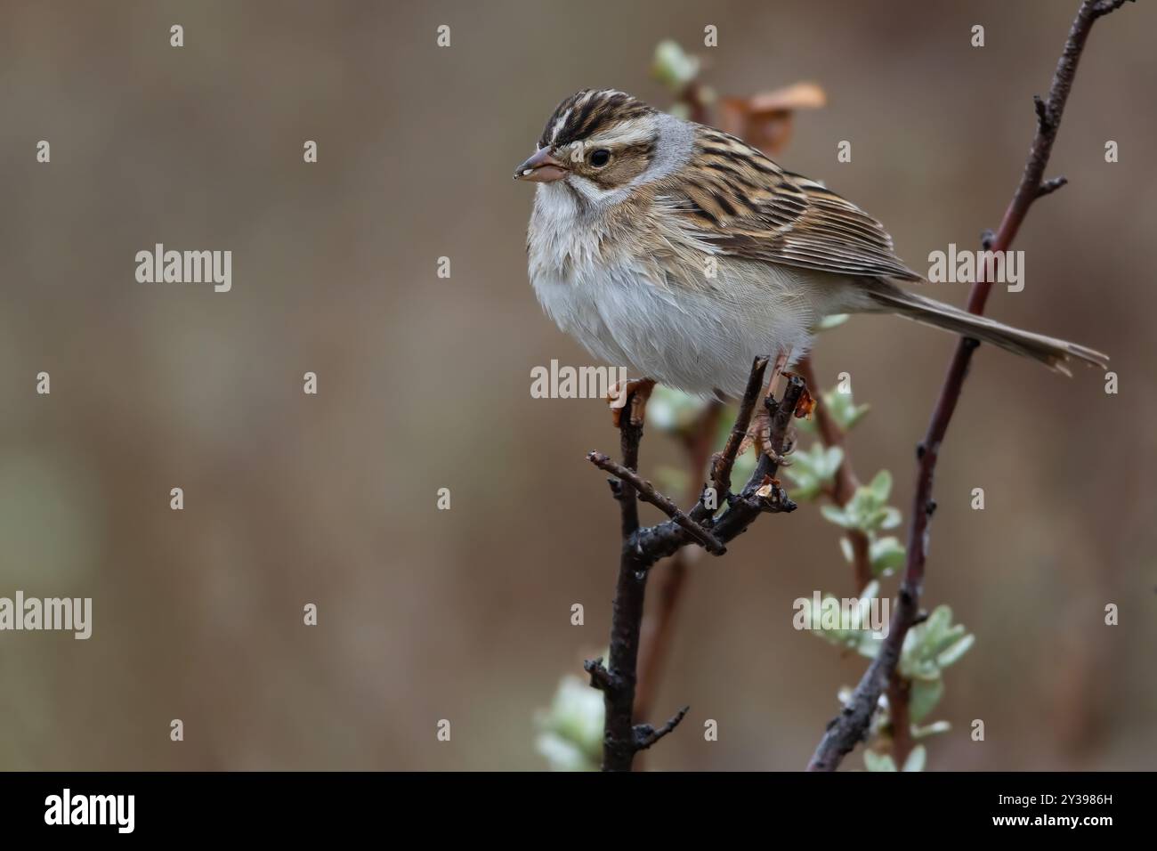 Clay-coloured sparrow, Clay-coloured chipping Sparrow, Clay-colored ...