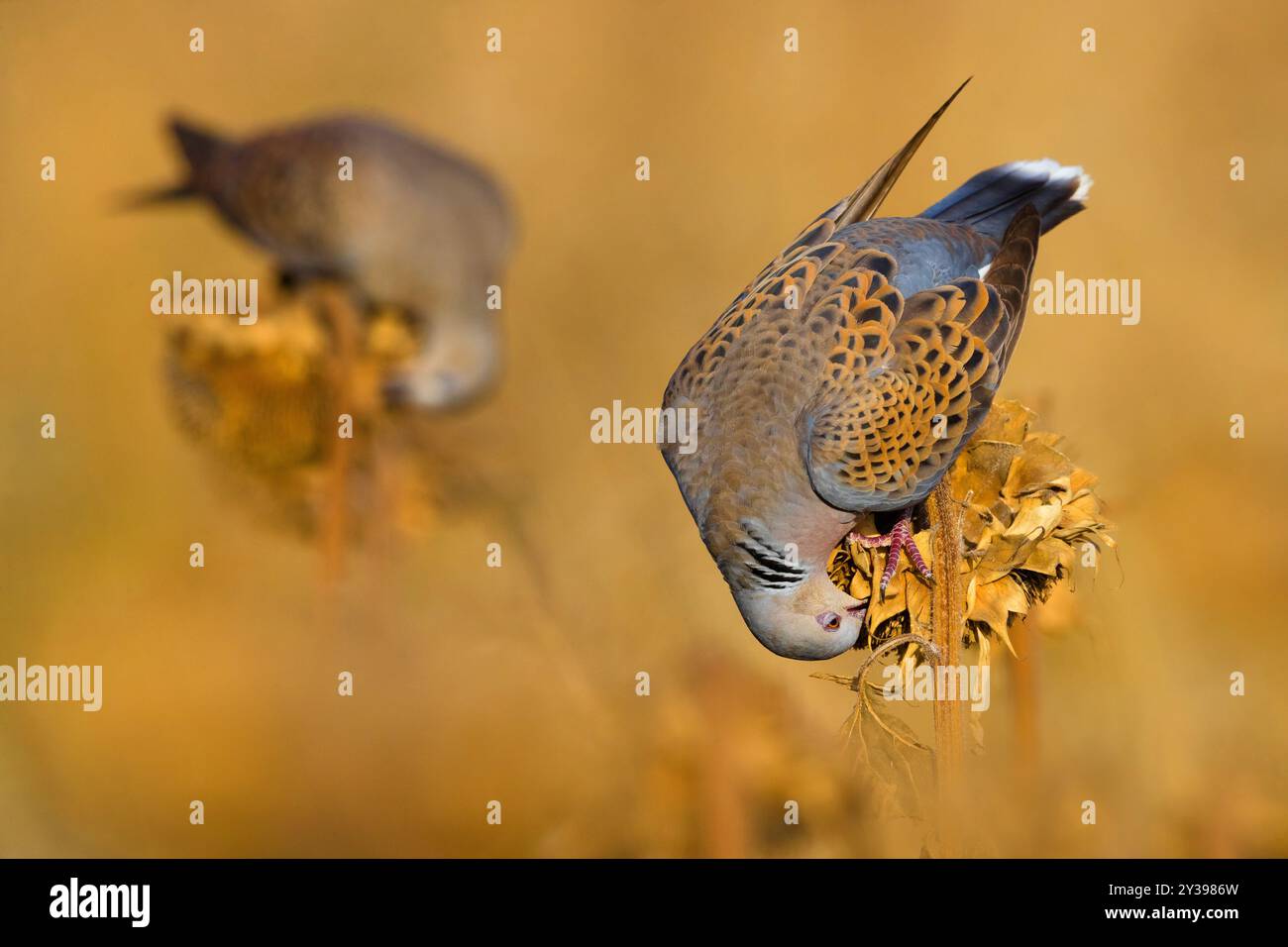 Turtle dove, Eurasian Turtle Dove (Streptopelia turtur), two pigeons ...