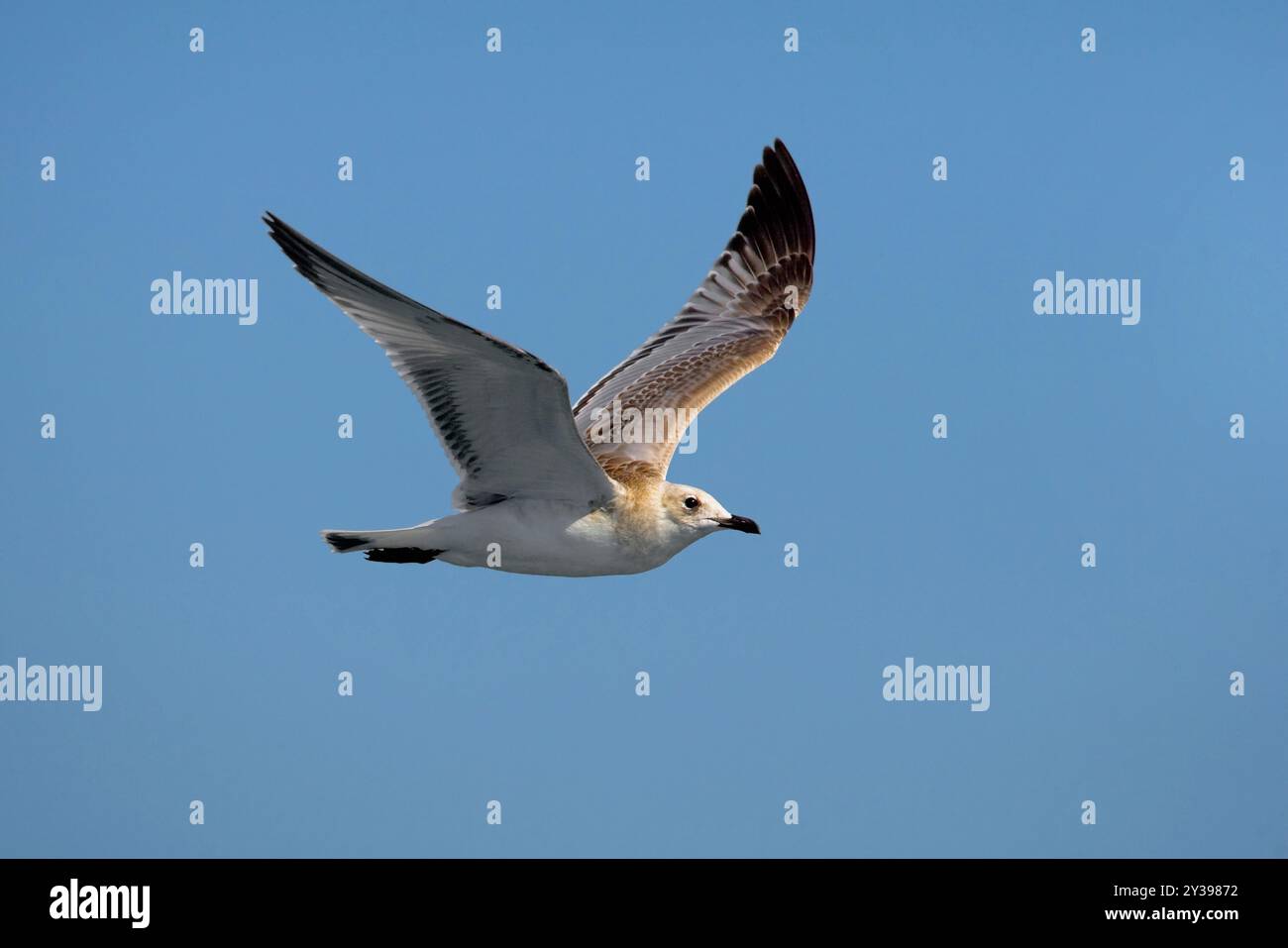 mediterranean gull (Ichthyaetus melanocephalus, Larus melanocephalus ...
