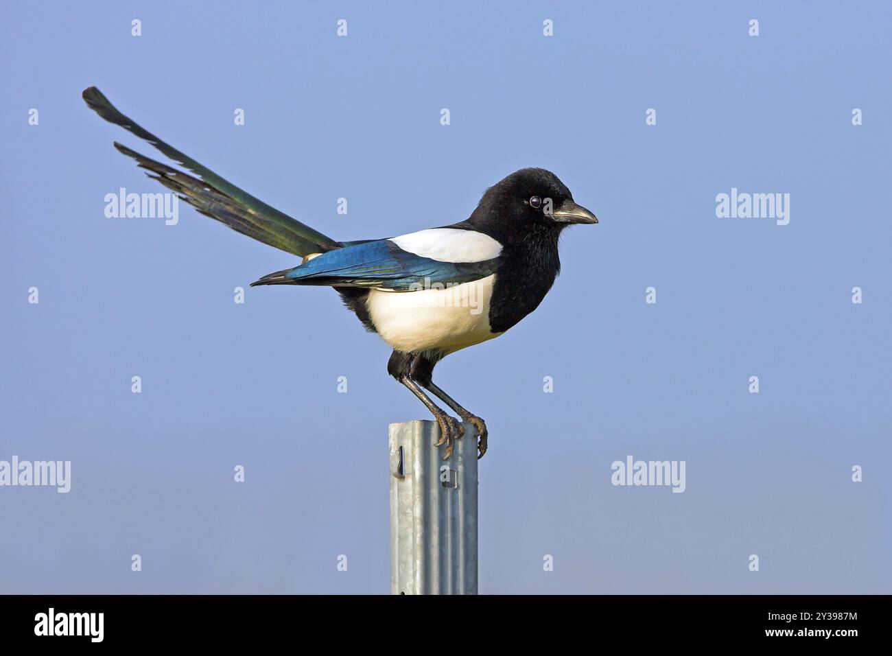 black-billed magpie (Pica pica), sitting on a post, side view, Germany ...