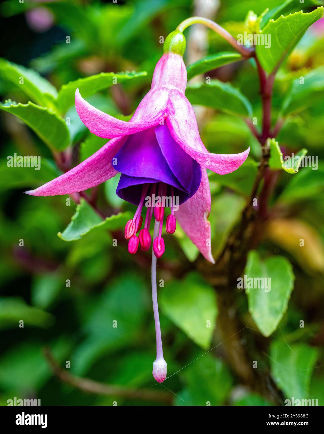 Fuchsia flower growing in a garden in Devon, England, UK Stock Photo ...