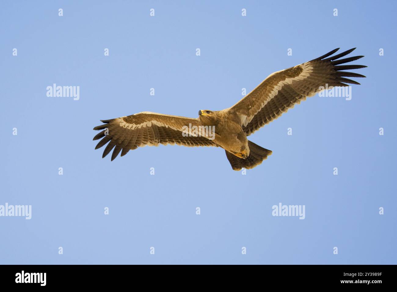 steppe eagle (Aquila nipalensis, Aquila rapax nipalensis), in flight in ...
