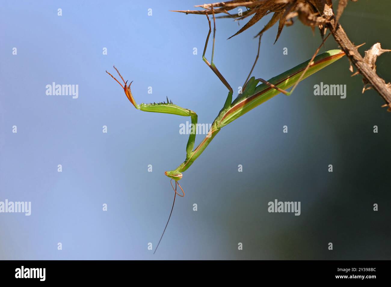 European preying mantis (Mantis religiosa), sitting on a thistle ...