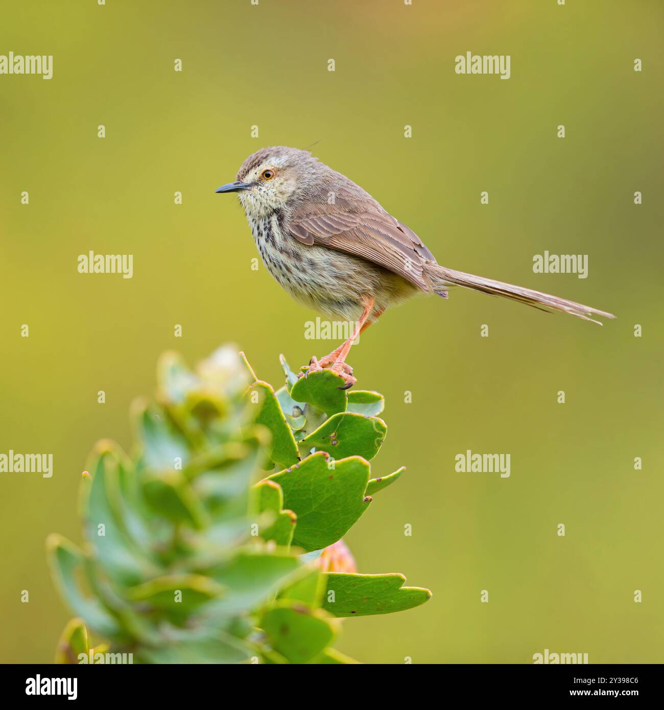 karroo prinia (Prinia maculosa), sitting on a bush, South Africa ...