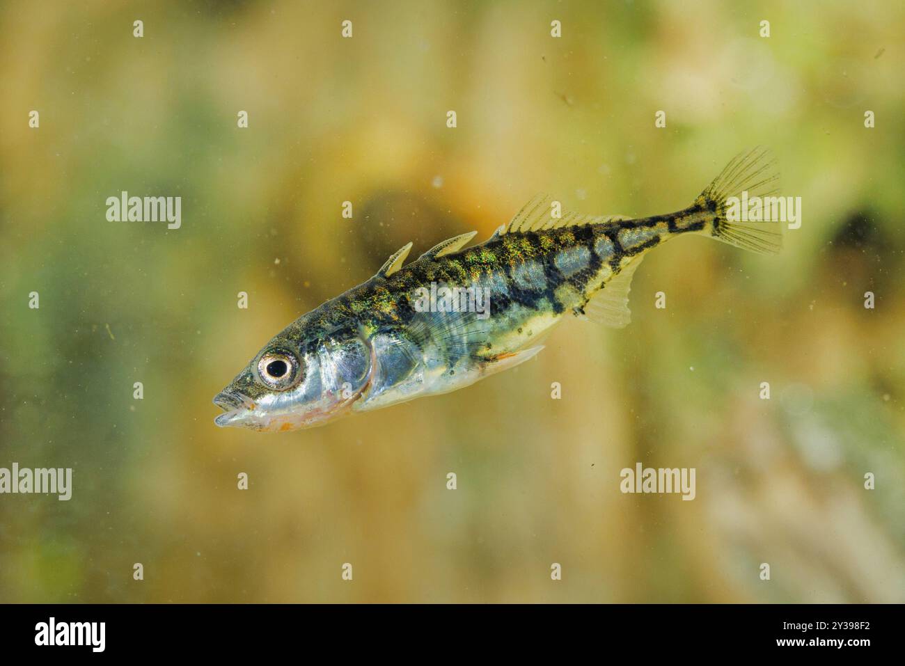 three-spined stickleback (Gasterosteus aculeatus), male, Germany Stock ...