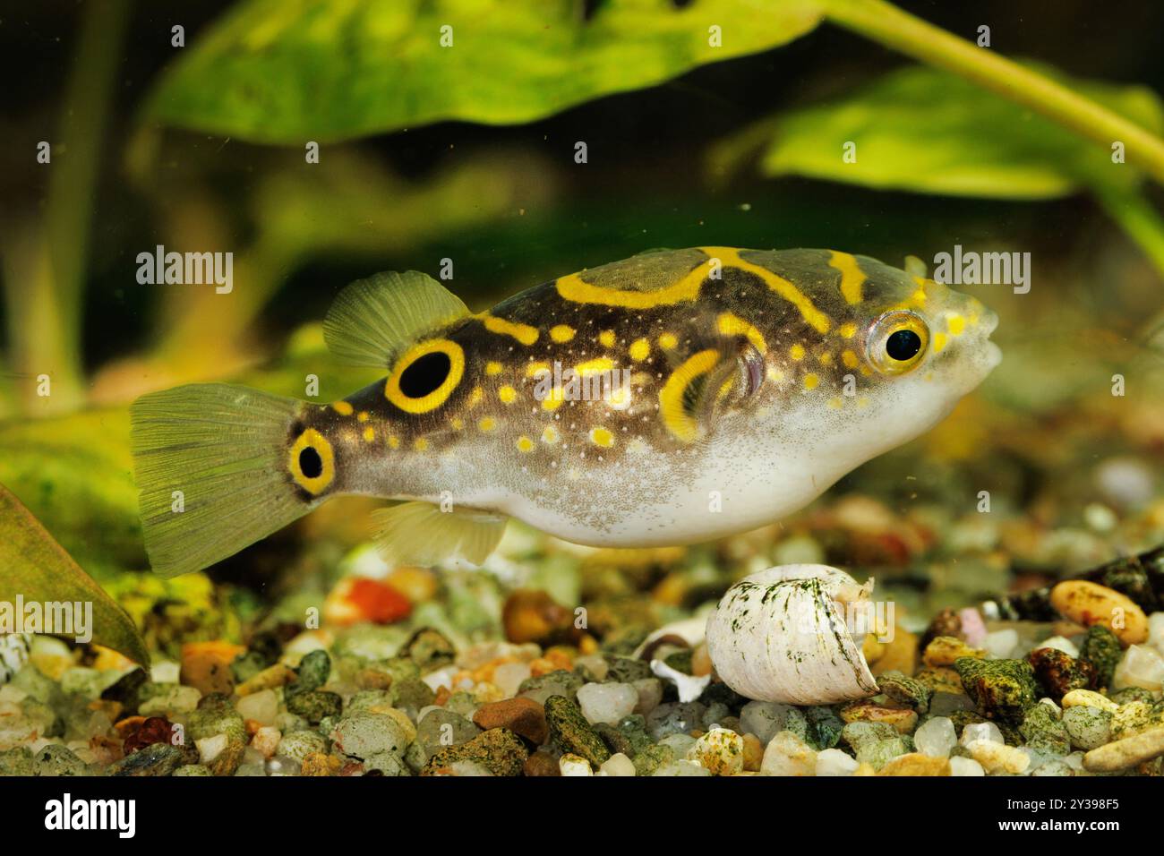 Humpback Puffer, Puffer fish, Figure-eight puffer, Striped puffer ...