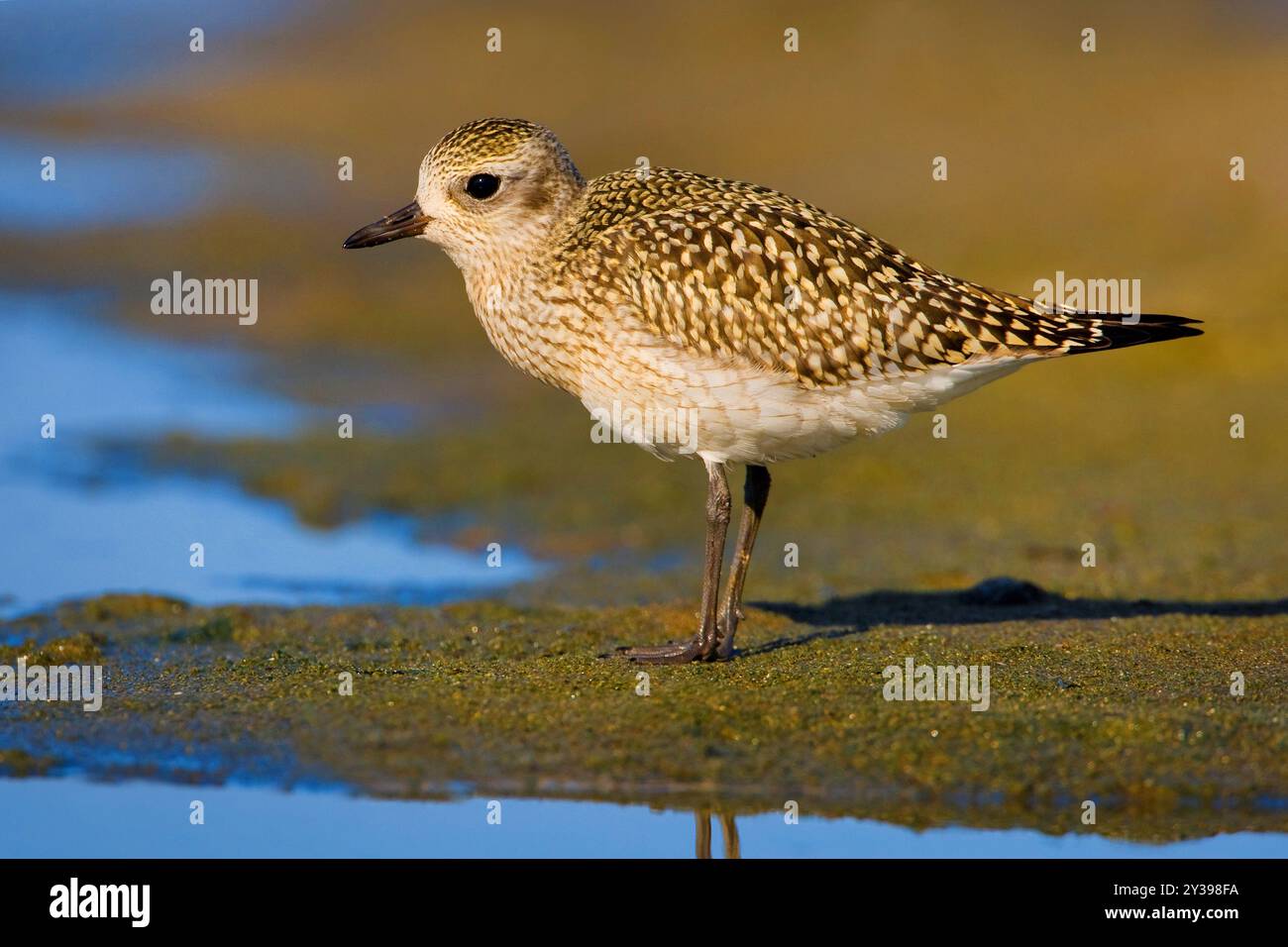 grey plover (Pluvialis squatarola), foraging on the beach, in winter ...