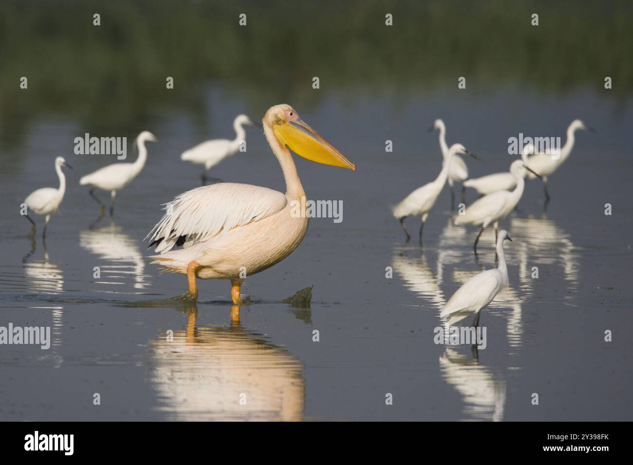 eastern white pelican (Pelecanus onocrotalus), standing with other ...