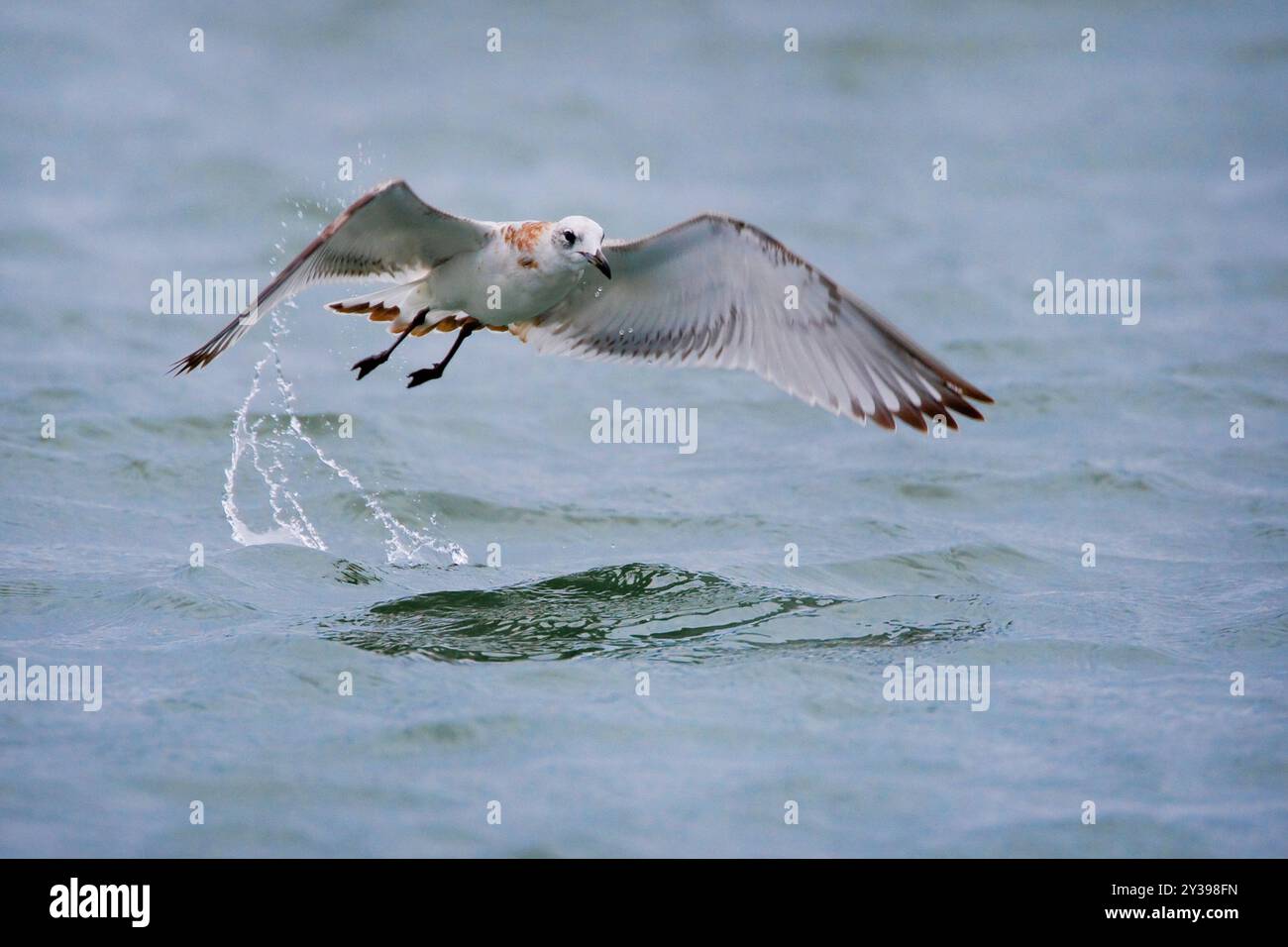 mediterranean gull (Ichthyaetus melanocephalus, Larus melanocephalus ...