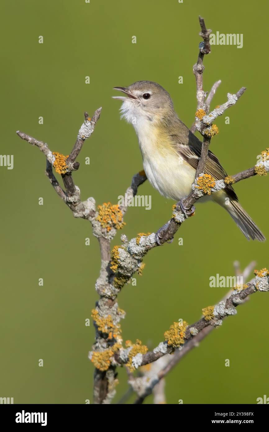 Bell's vireo (Vireo bellii), male singing in a bush, USA Stock Photo ...