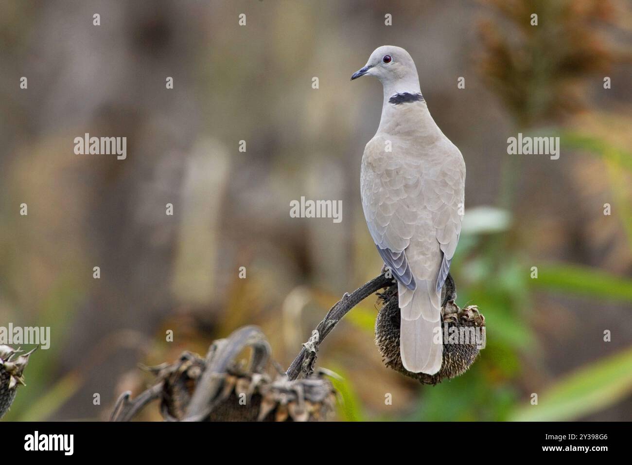 collared dove (Streptopelia decaocto), sitting on fruiting sunflowers ...