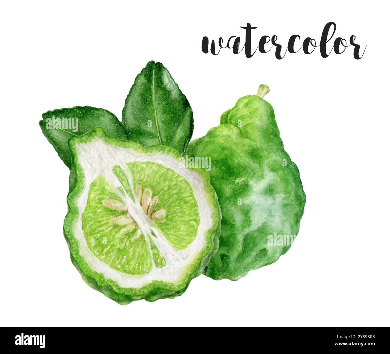 Hand-Painted Watercolor Bergamot Fruit Botanical Illustration Stock ...