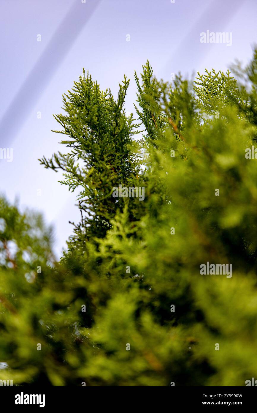 isolated tree branch Stock Photo - Alamy