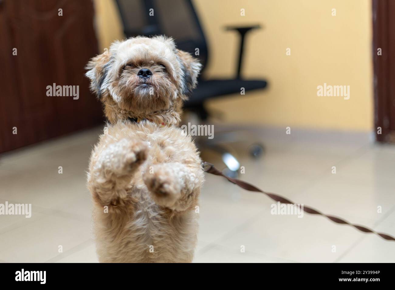 Dog doing hand stand hi-res stock photography and images - Alamy