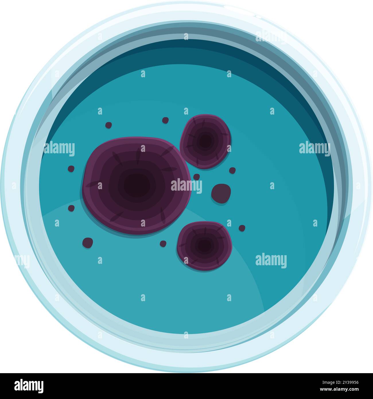 Petri dish with blue agar containing growing purple bacteria colonies ...