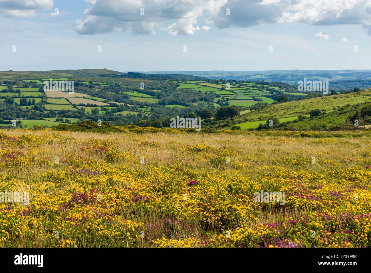 Western Gorse (Ulex gallii) in flower on Hamel Down with the Widecombe ...
