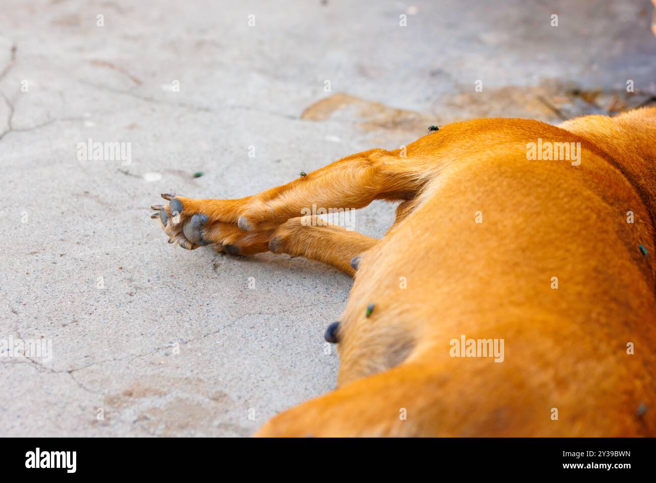 dead dog corpse on the ground with flies over Stock Photo - Alamy