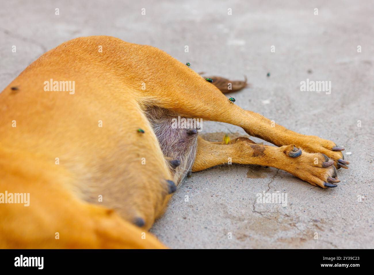 dead dog corpse on the ground with flies over Stock Photo - Alamy