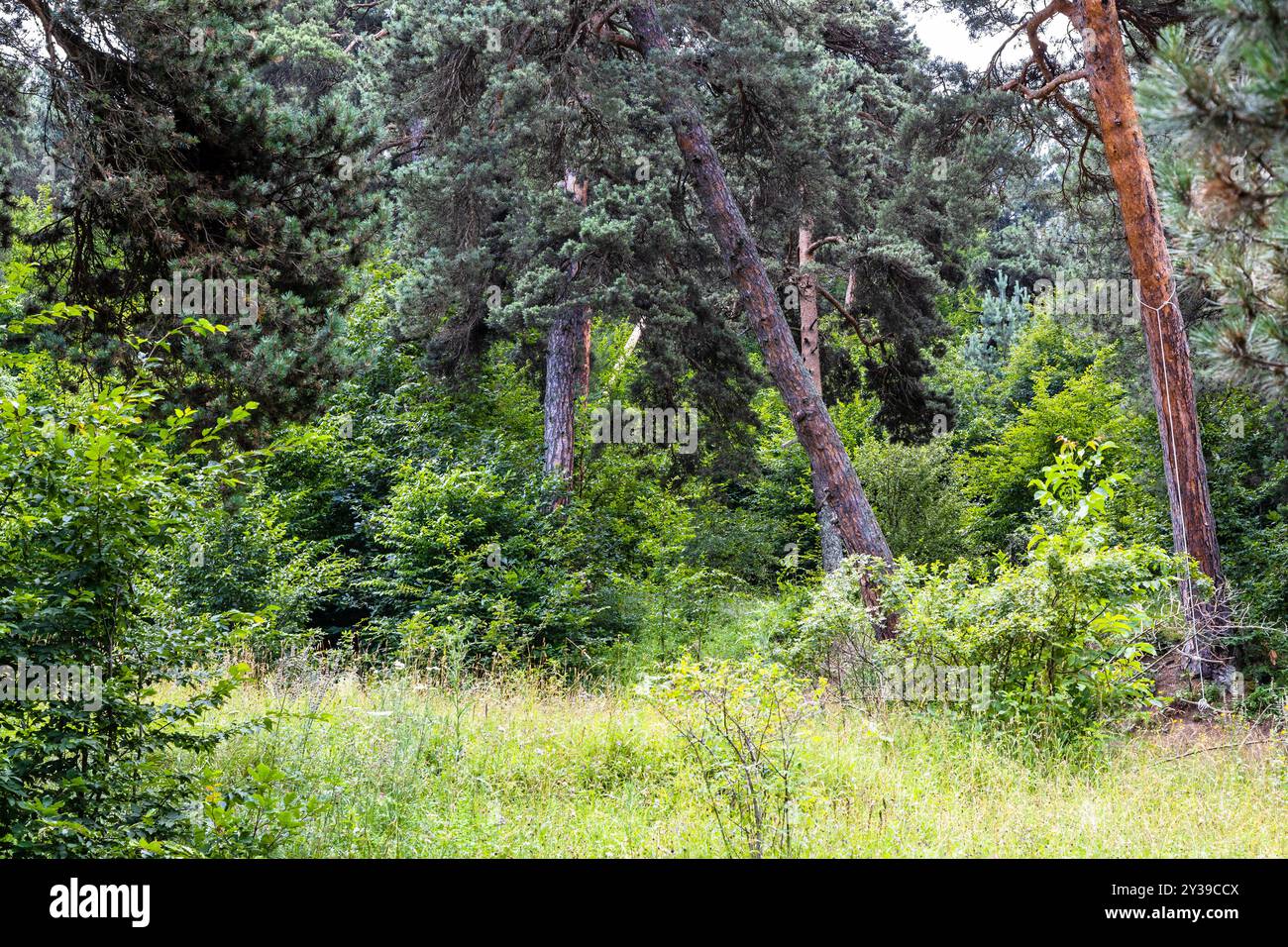pine trees in Drunken Forest in mountain forest on Transcaucasian Trail ...