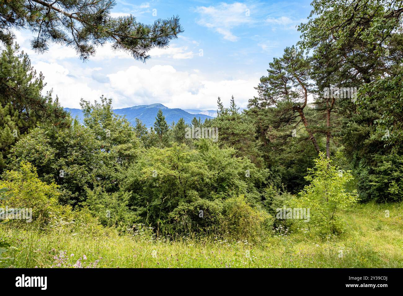 green bushes in Drunken Forest in mountain forest on Transcaucasian ...