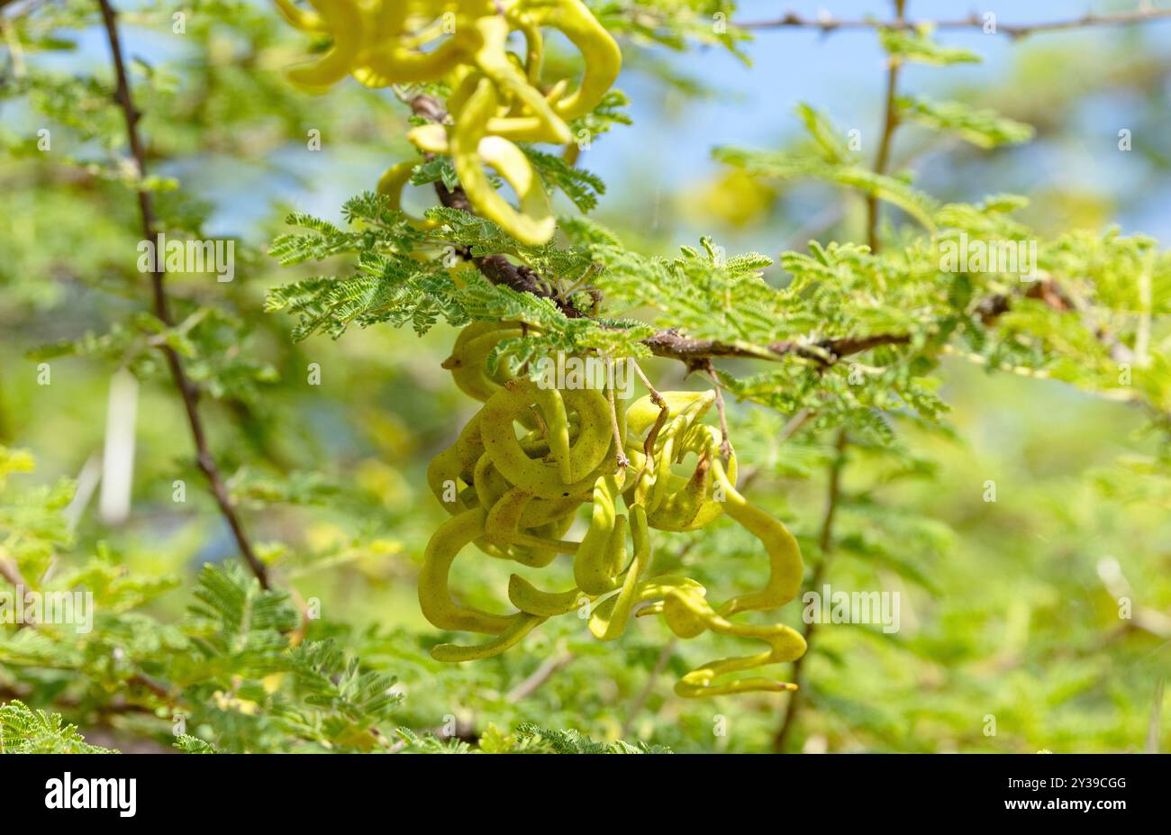 Seed dispersal by animals hi-res stock photography and images - Alamy