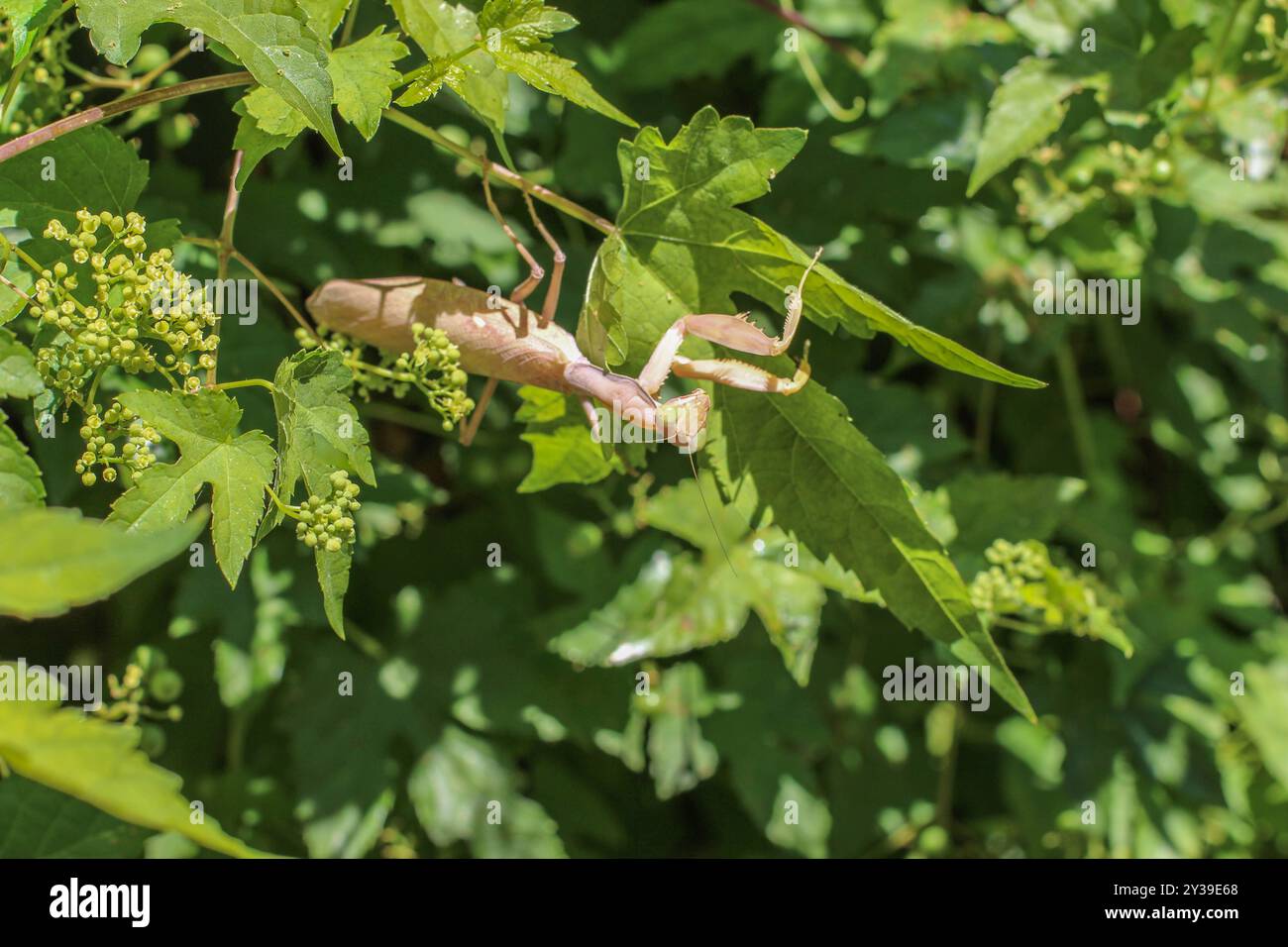 An alien mantis species, brown Hierodula transcaucasica, in Belgrade ...