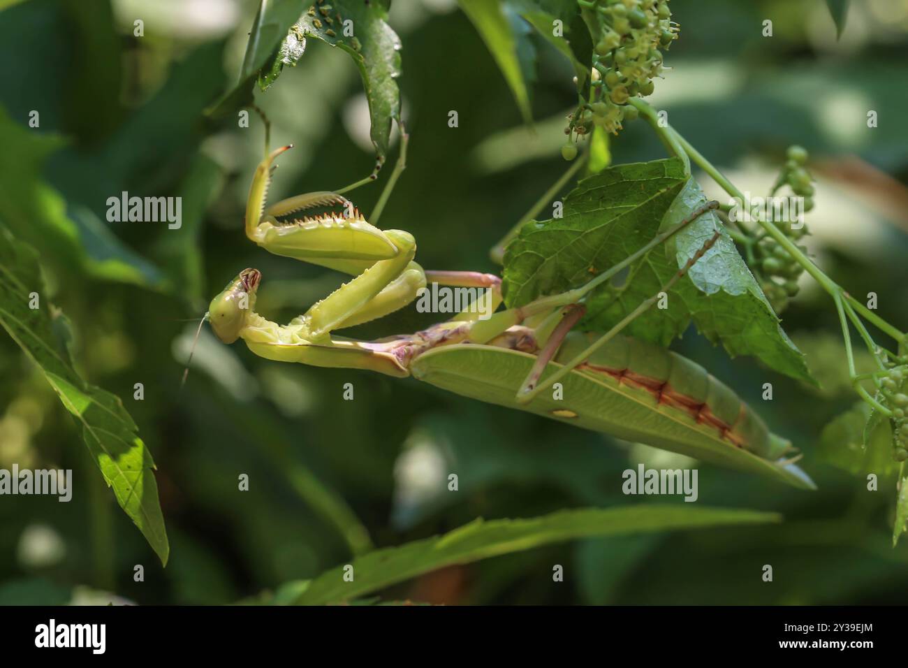 An alien mantis species, green, Hierodula transcaucasica, in Belgrade ...